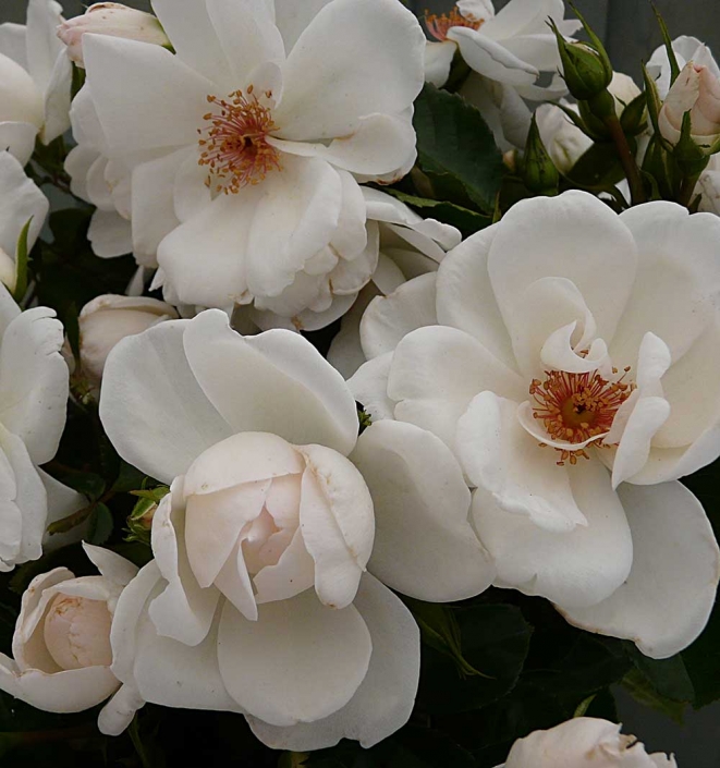 Starlight-Symphony-013 - Find That Rose