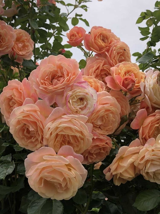 Home - Find That Rose