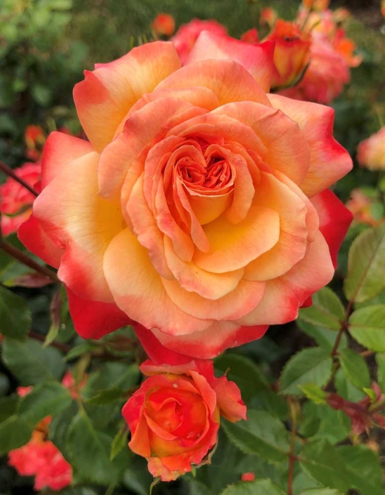 Home - Find That Rose