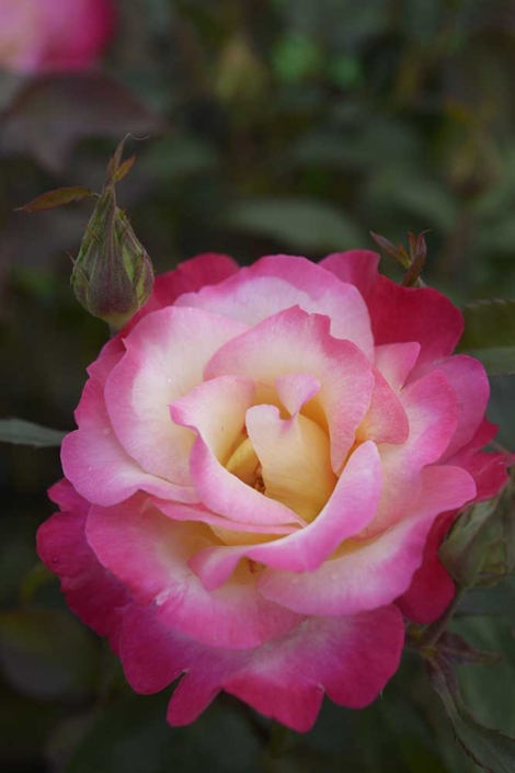 Home - Find That Rose